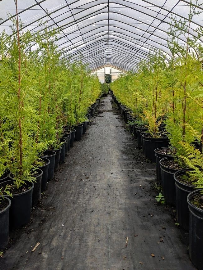 Clark's Native Trees - Arlington, WA | Skagit Directory